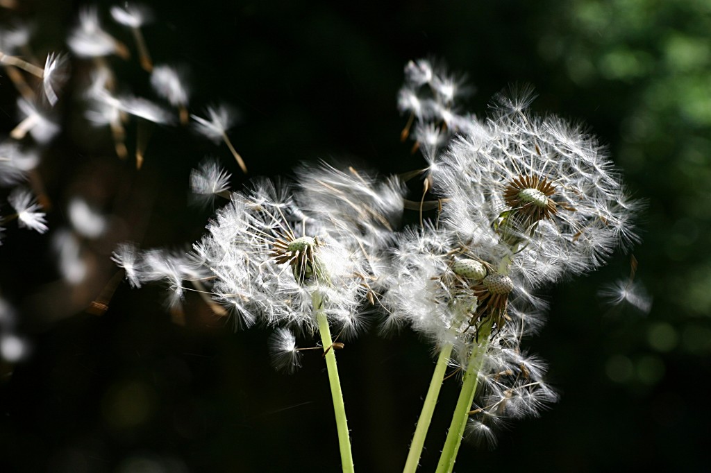 _Pusteblume | FÖJ in Sachsen